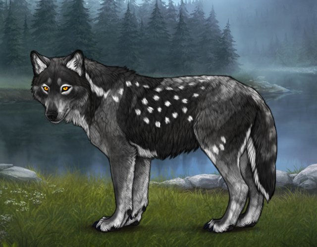 Spotted Saddle |:| Wolvden