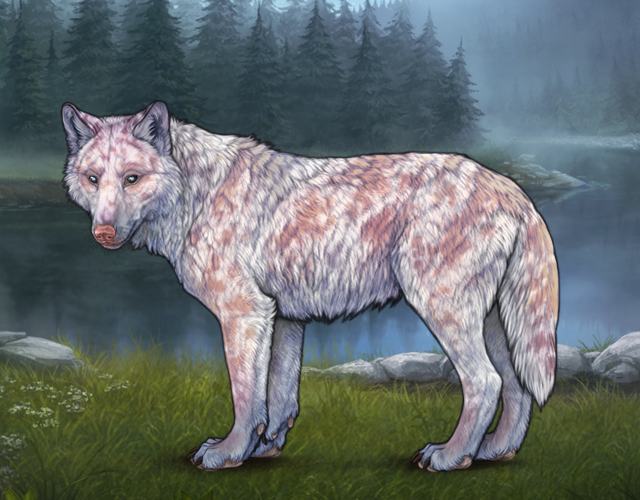 Snow Blue Moon Merle |:| Wolvden