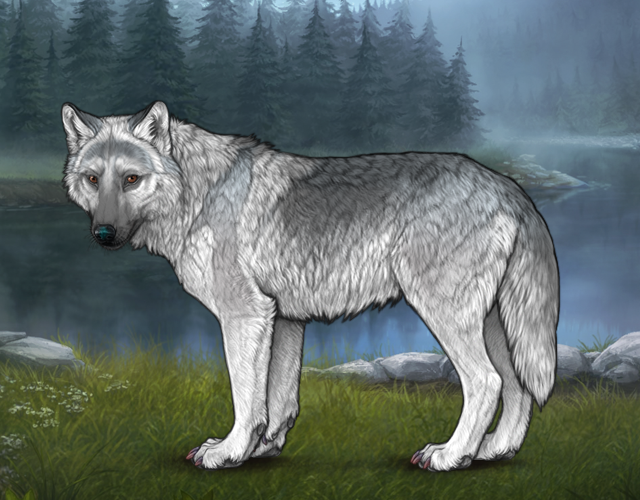 G2 Grulla Female |:| Wolvden