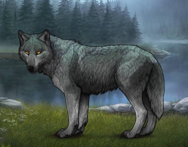 Chased Wolf Spotting - Revamped |:| Wolvden