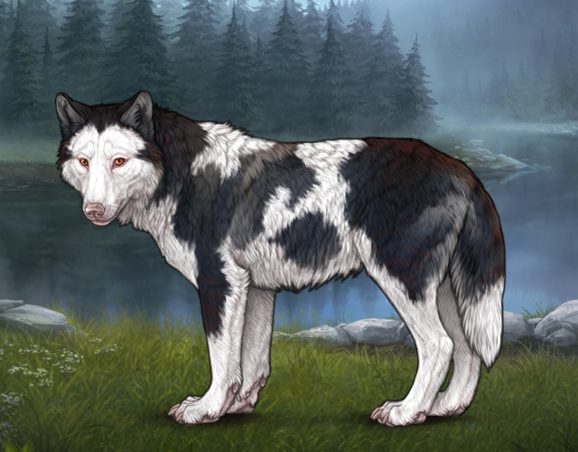 Piebald Frontal |:| Wolvden