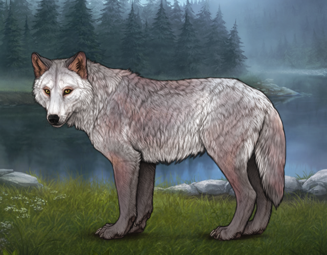 Chased Wolf Spotting - Revamped |:| Wolvden