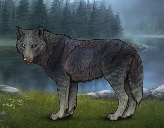 223 NBW T3 Blueschist 4M |:| Wolvden