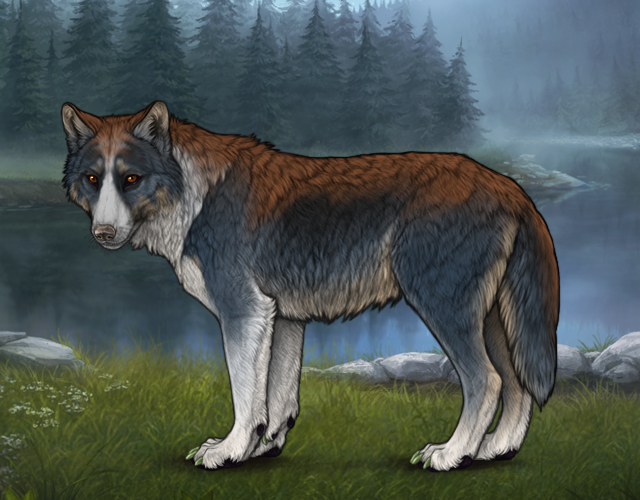 male runt 4x merle |:| Wolvden