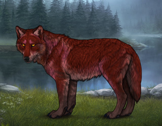 T1 Henna 3M |:| Wolvden