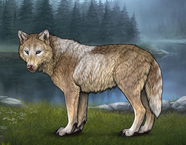 Chased Wolf Spotting - Revamped |:| Wolvden