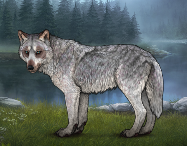 Pretty NBW Novus Eyes |:| Wolvden