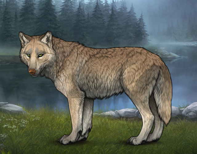 Wednesday |:| Wolvden