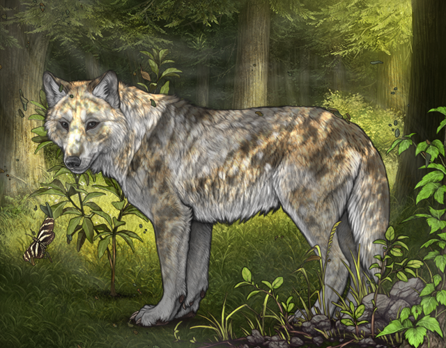 Chased Wolf Spotting - Revamped |:| Wolvden