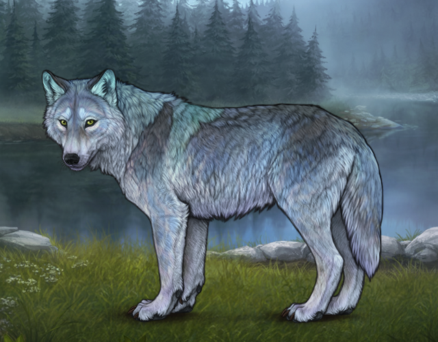 ♂️LNew Puppy alb!! 8M |:| Wolvden