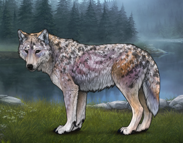 New Befriended Wolf |:| Wolvden