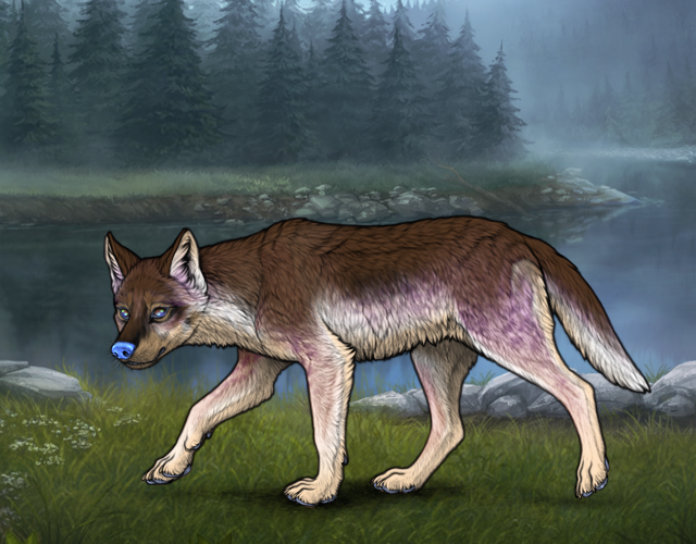 Chased rare markd |:| Wolvden