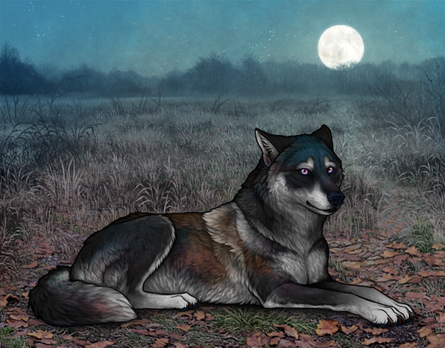 NEXT STUD |:| Wolvden