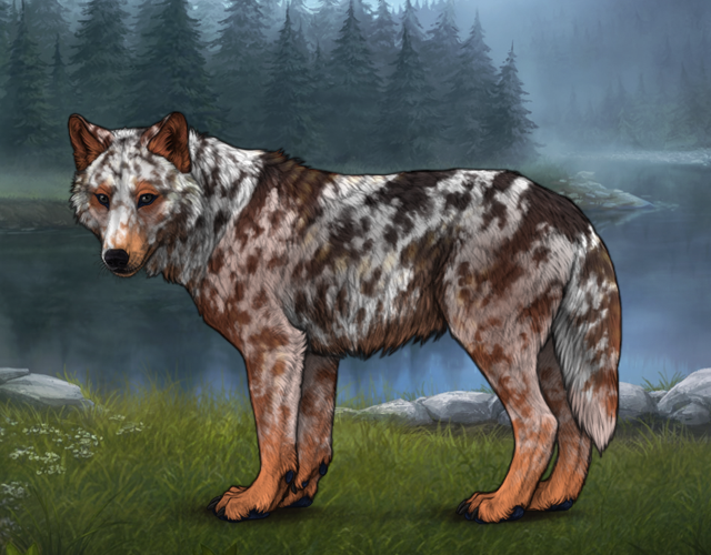 Tll | 4M | F | 1 Yr |:| Wolvden