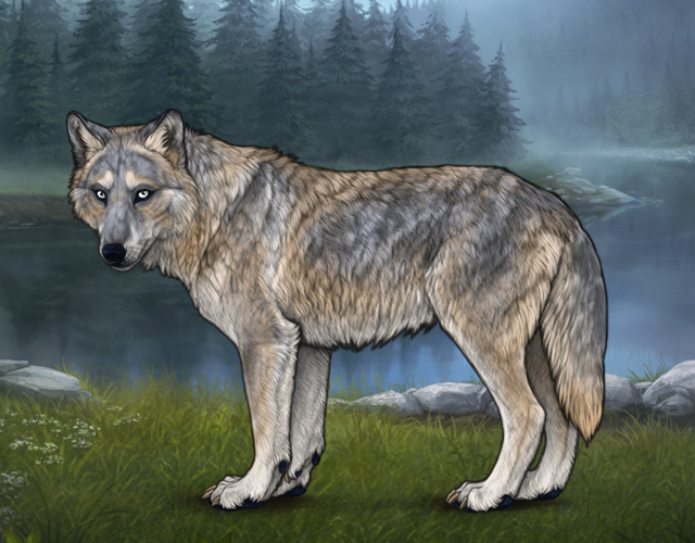 Chased Wolf Spotting - Revamped |:| Wolvden