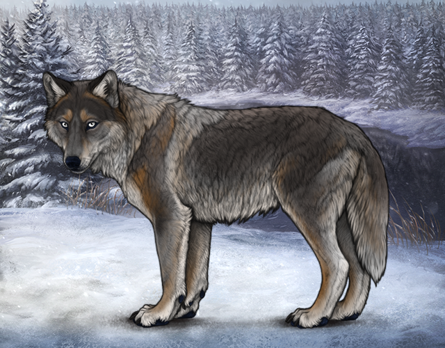 ️ Qilaq | Natural Caribou | 300 SC ️ |:| Wolvden