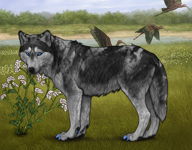 Gray Darker |:| Wolvden