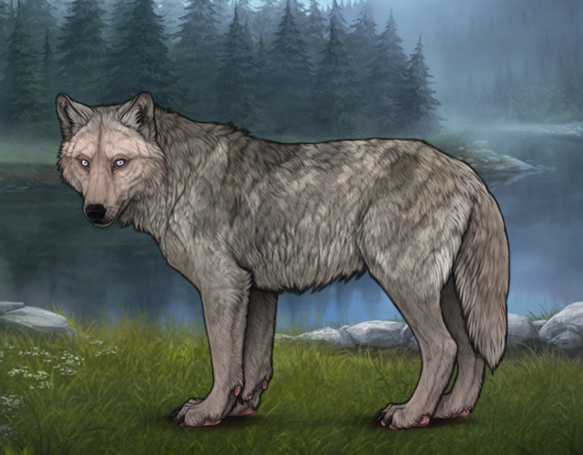 Chased Wolf Spotting - Revamped |:| Wolvden