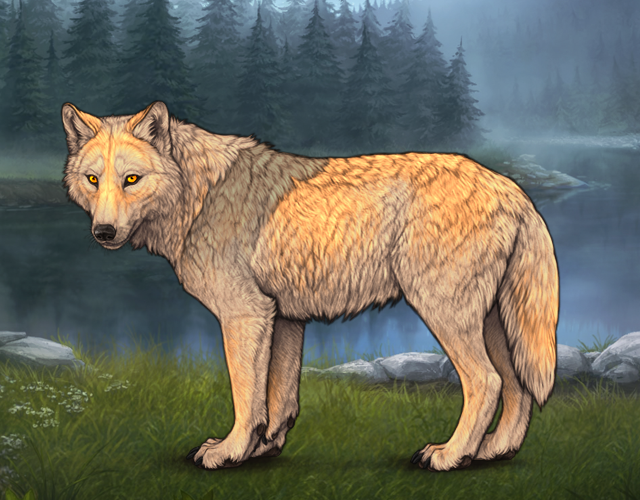 New Befriended Wolf |:| Wolvden
