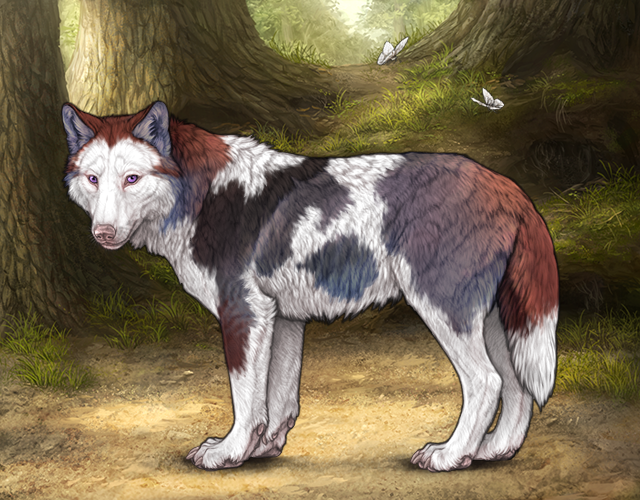 G5 T2 Piebald Frontal |:| Wolvden