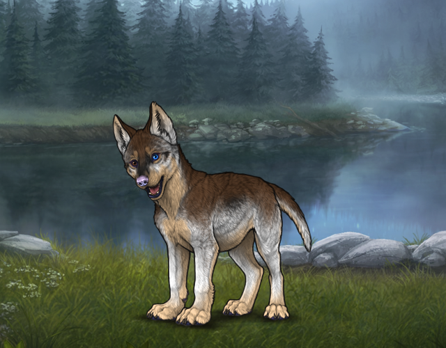 R&C male 3m 1T1 1T3 husky |:| Wolvden