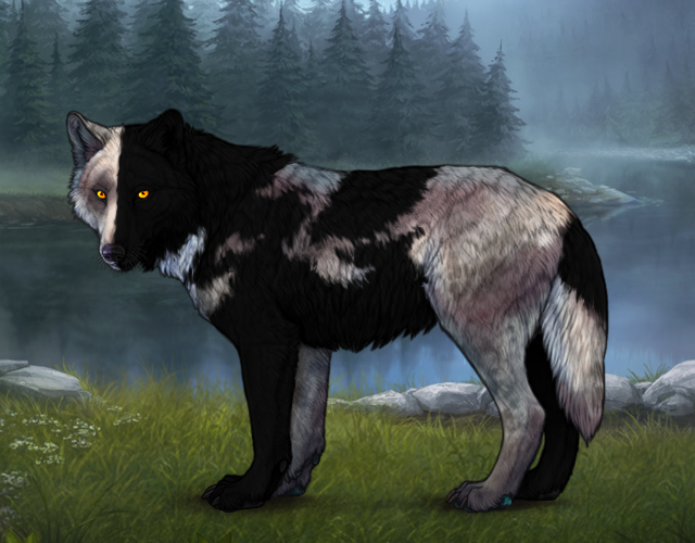 Patches, panda, merle |:| Wolvden