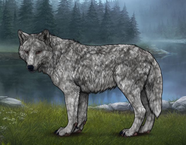 2 merle 428 |:| Wolvden