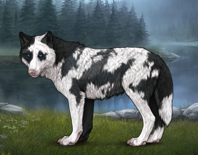 Gray orca pie torn |:| Wolvden