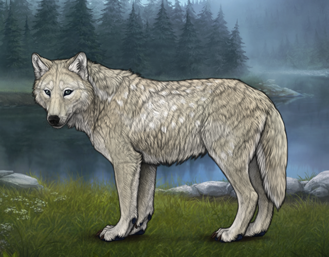 Chased Wolf Spotting - Revamped |:| Wolvden
