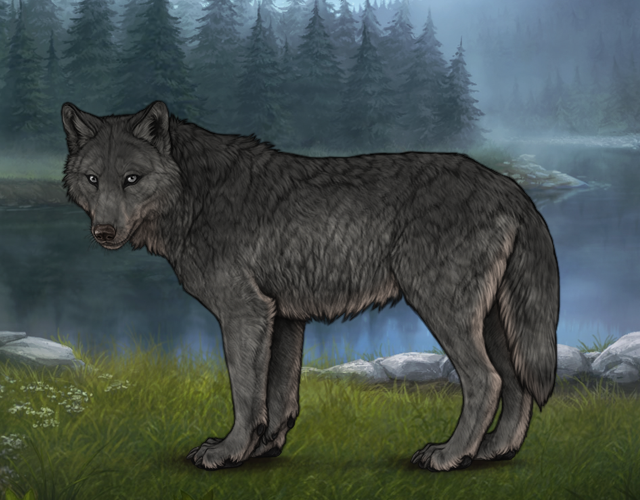 Marcus Adonis |:| Wolvden