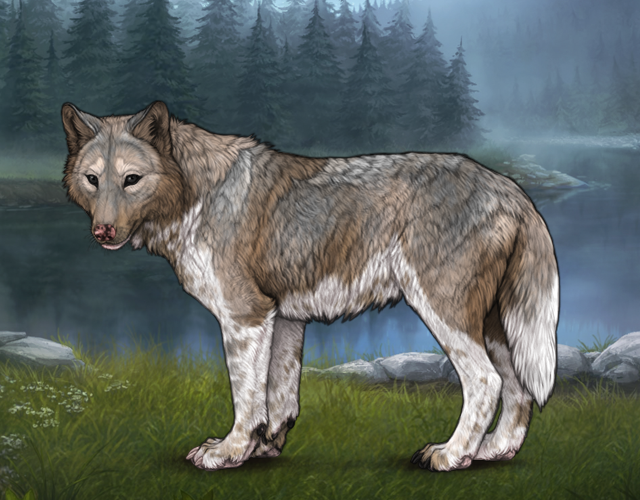 ZERDAVA T2 4m/g (T6,7) |:| Wolvden